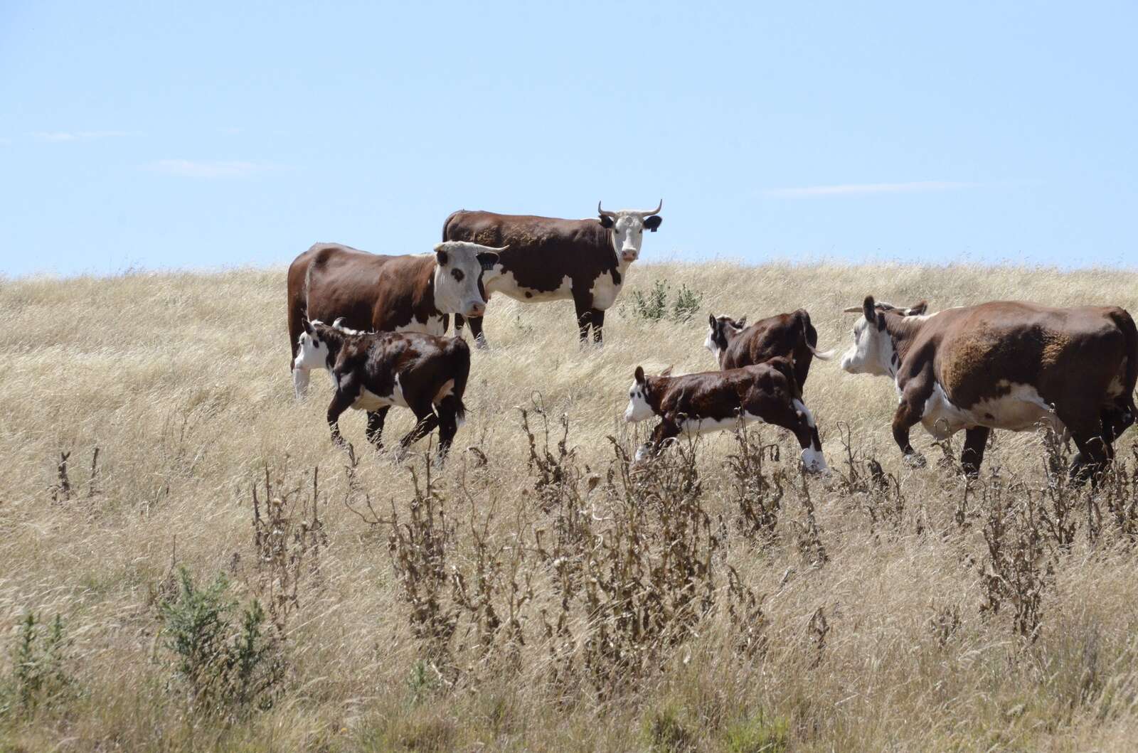 Give your autumn calving cows some TLC | Country News