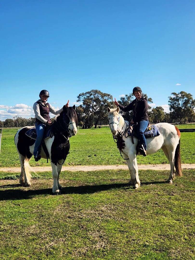 Celebrate horses’ birthday with carrots and discounted rides ...