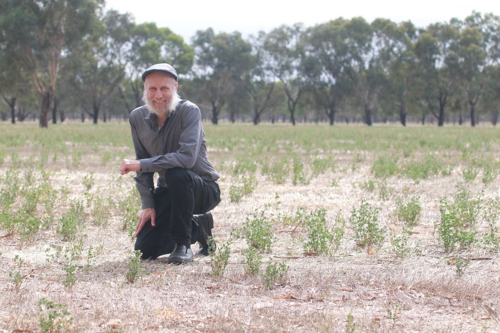 New science impacts Shepparton cannabis project | Country News