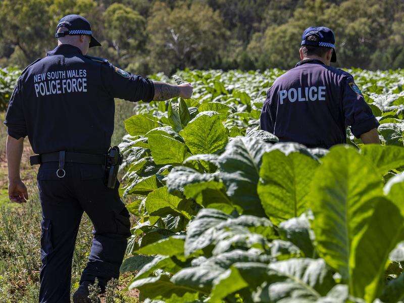 NSW police bust $28 million illicit tobacco plantation | Shepparton News
