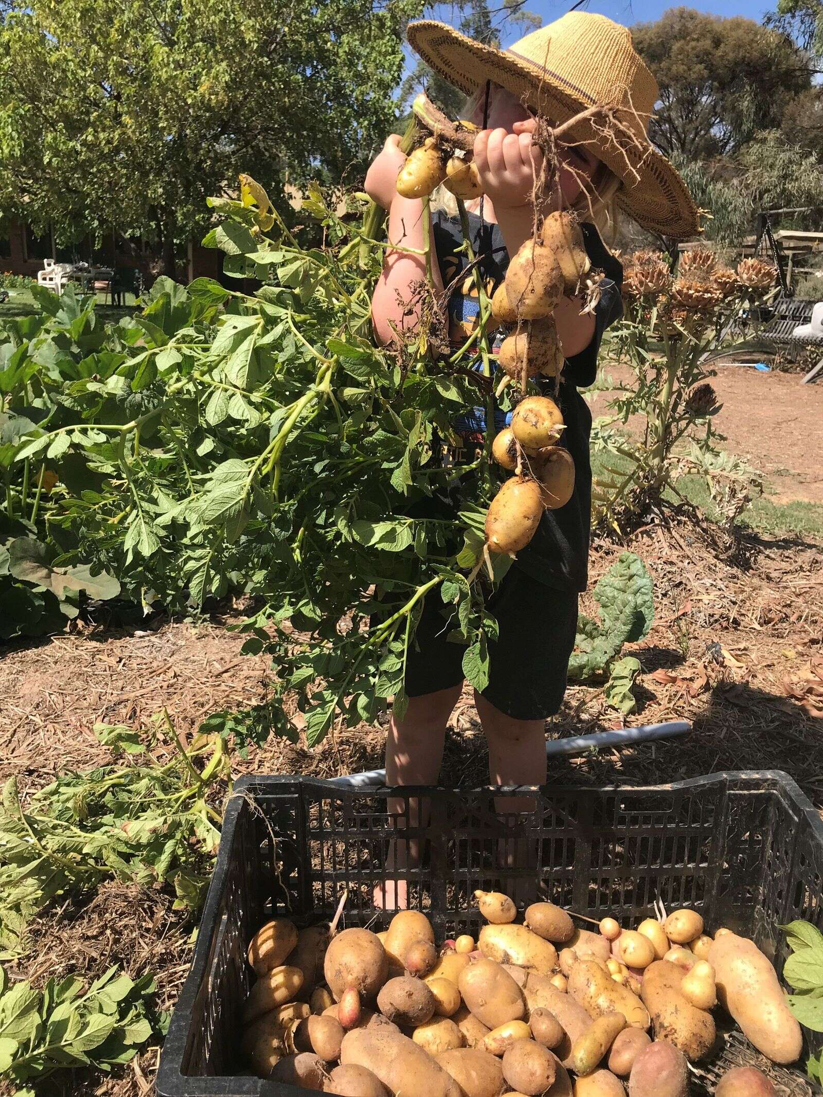 Potato records mashed | Country News