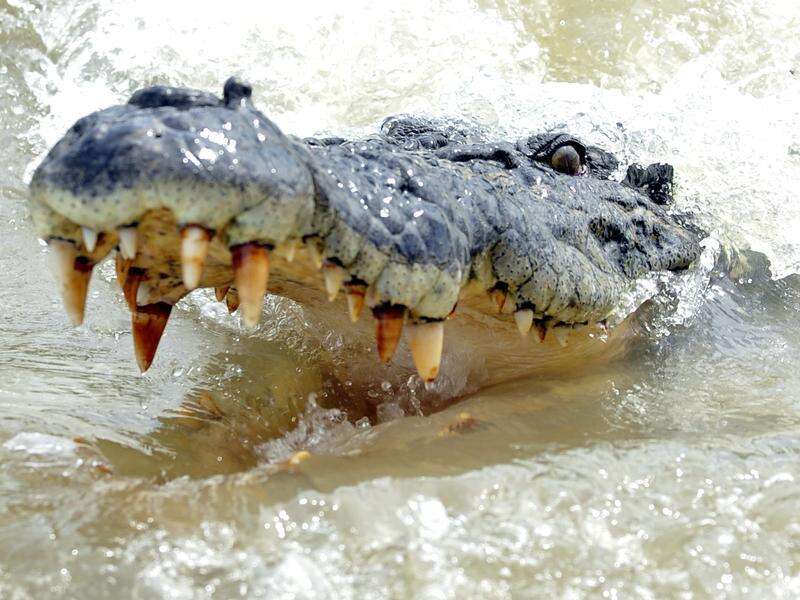 'Technicality' bites controversial croc control laws | Country News