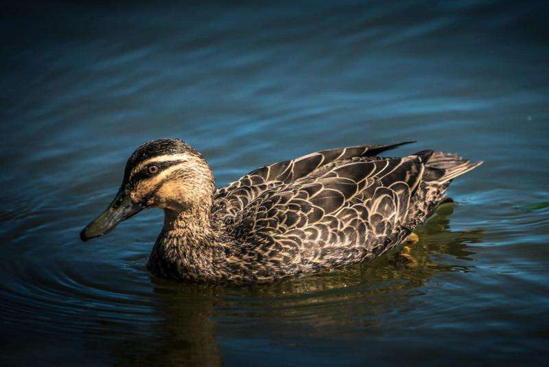 Coalition Against Duck Shooting responds to restricted duck hunting ...
