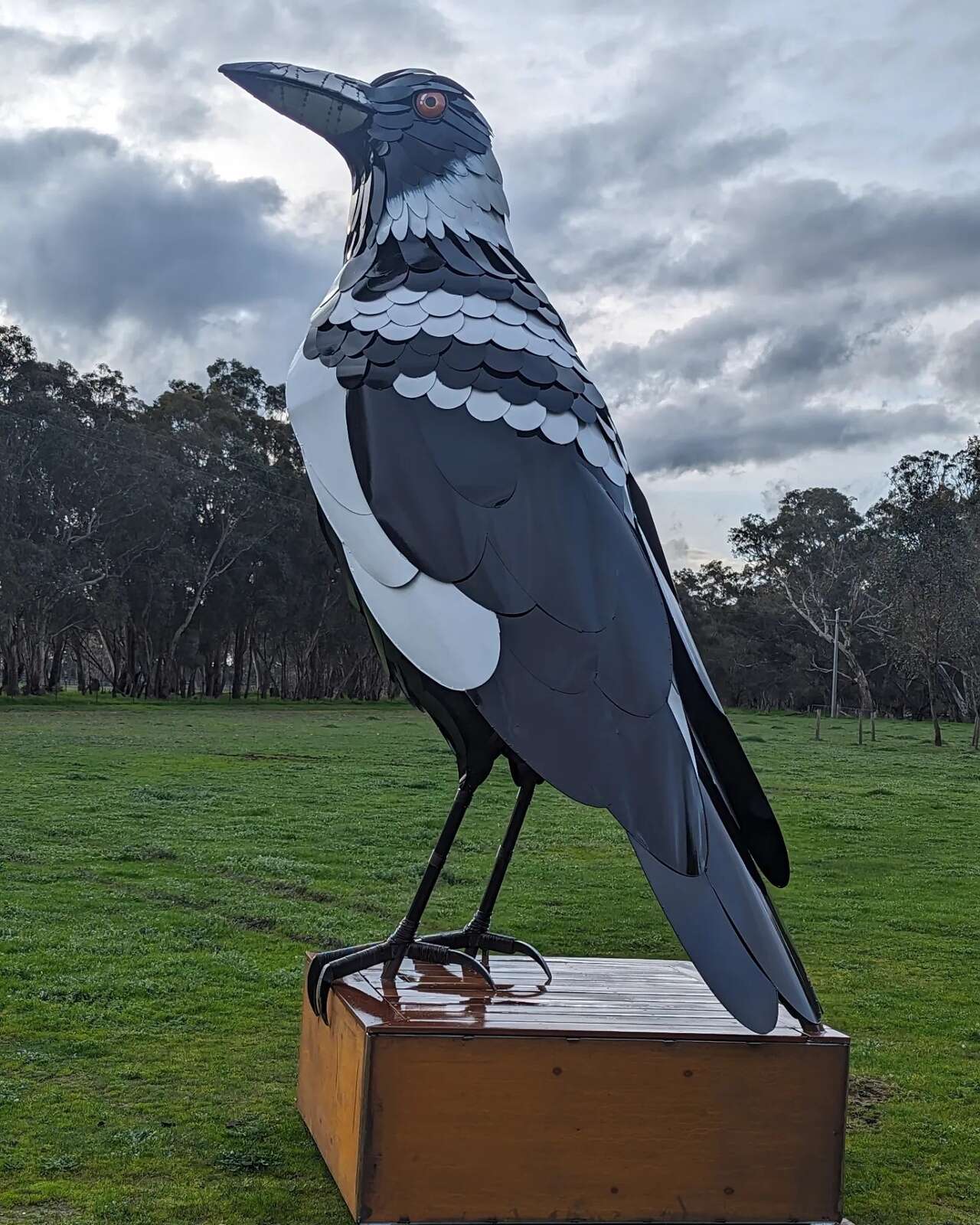 Celebrate the mighty magpie | Shepparton News