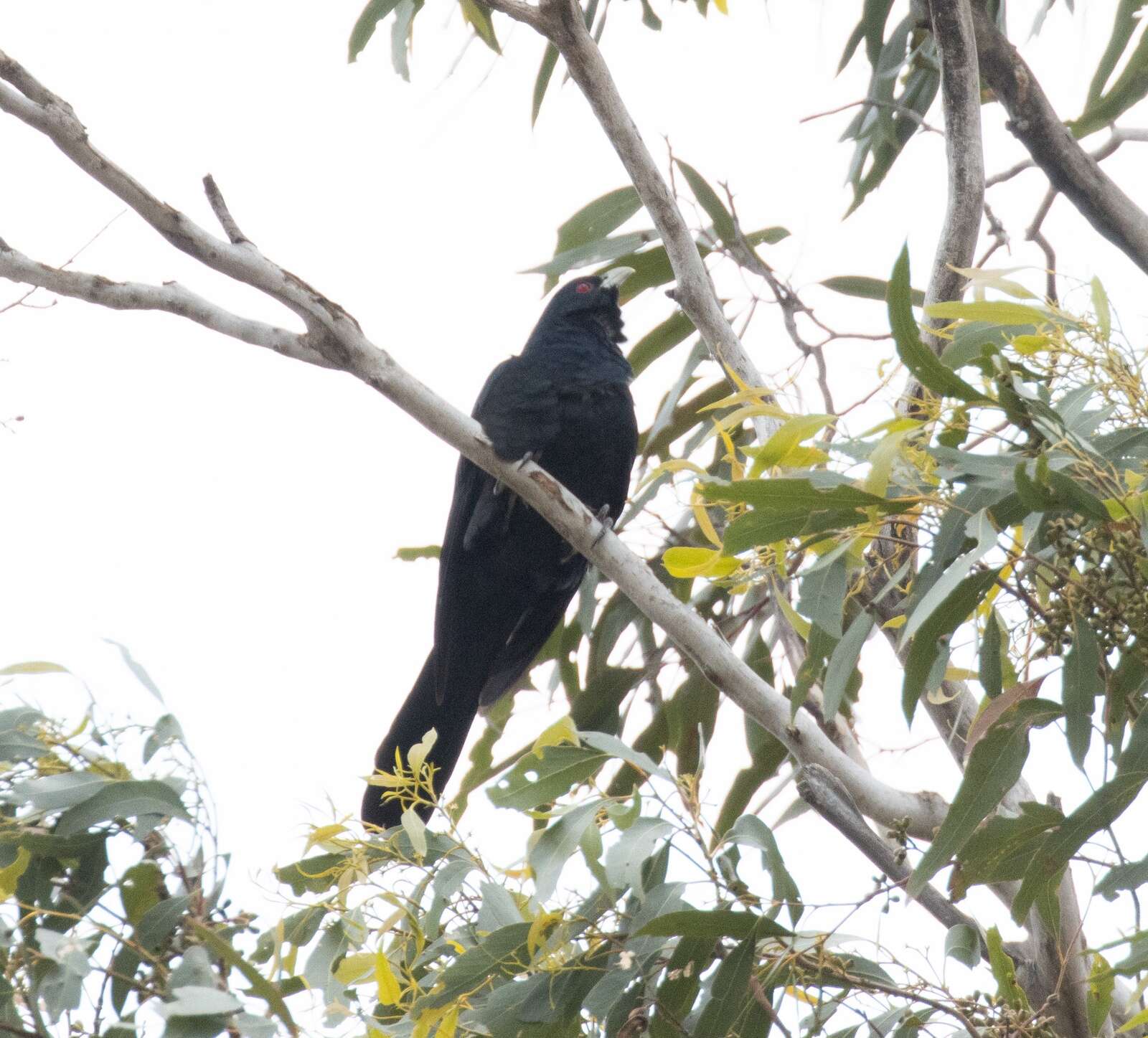 Pacific koel’s first sighting in Shepparton | Riverine Herald