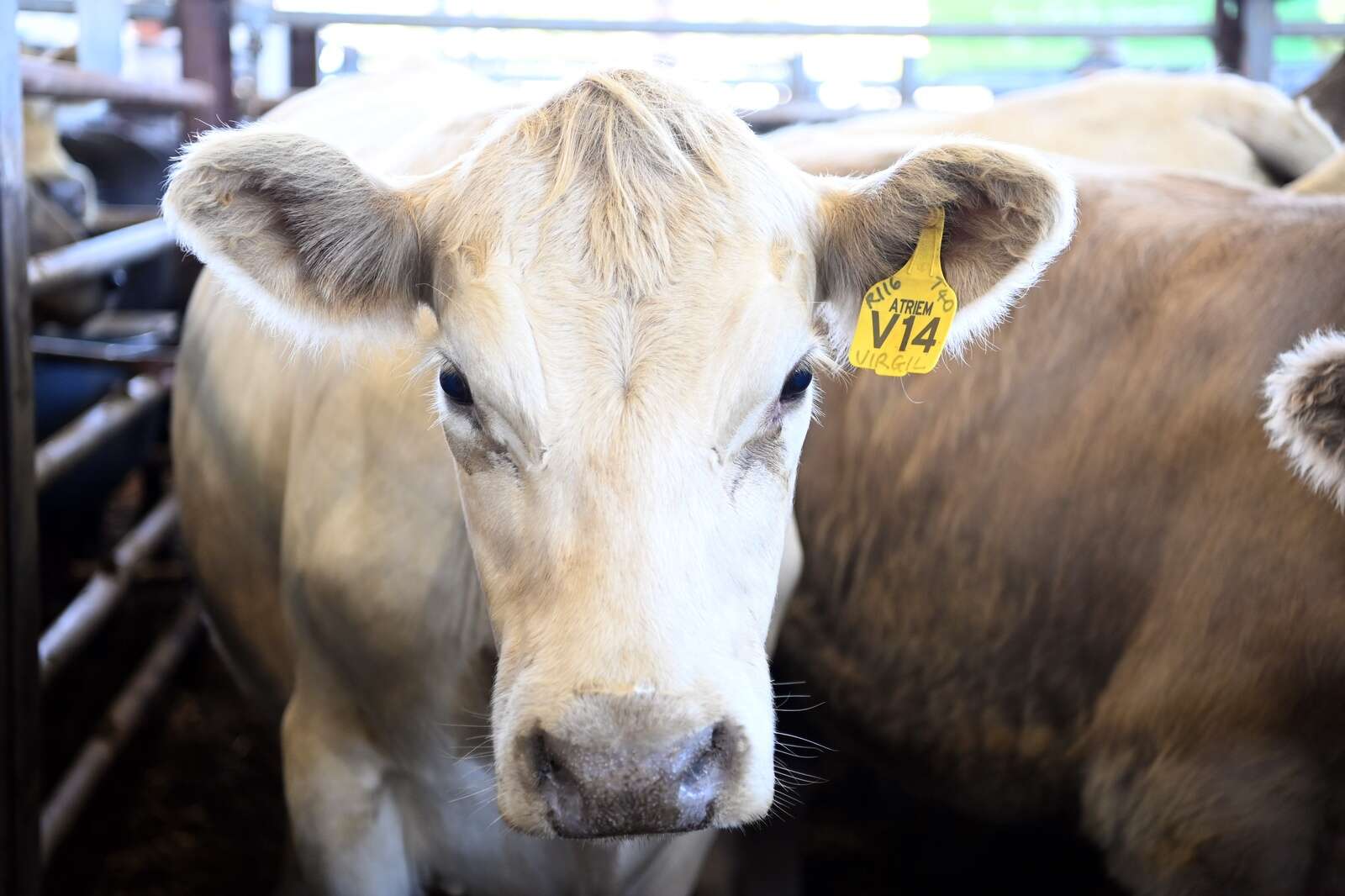 Steer prices surge at Euroa December Angus Sale | Country News