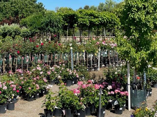 Growing for success | Rose to the occasion | Country News