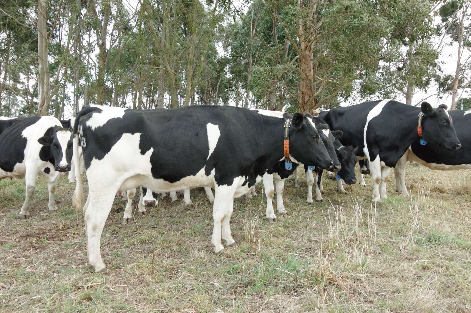 Help cows keep their cool | Country News