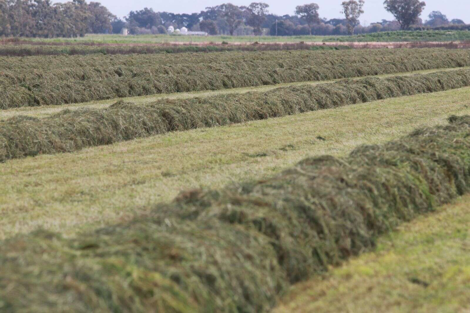 Fodder making workshop | Country News