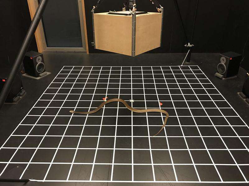 Queensland study shows snakes can be good listeners | Shepparton News