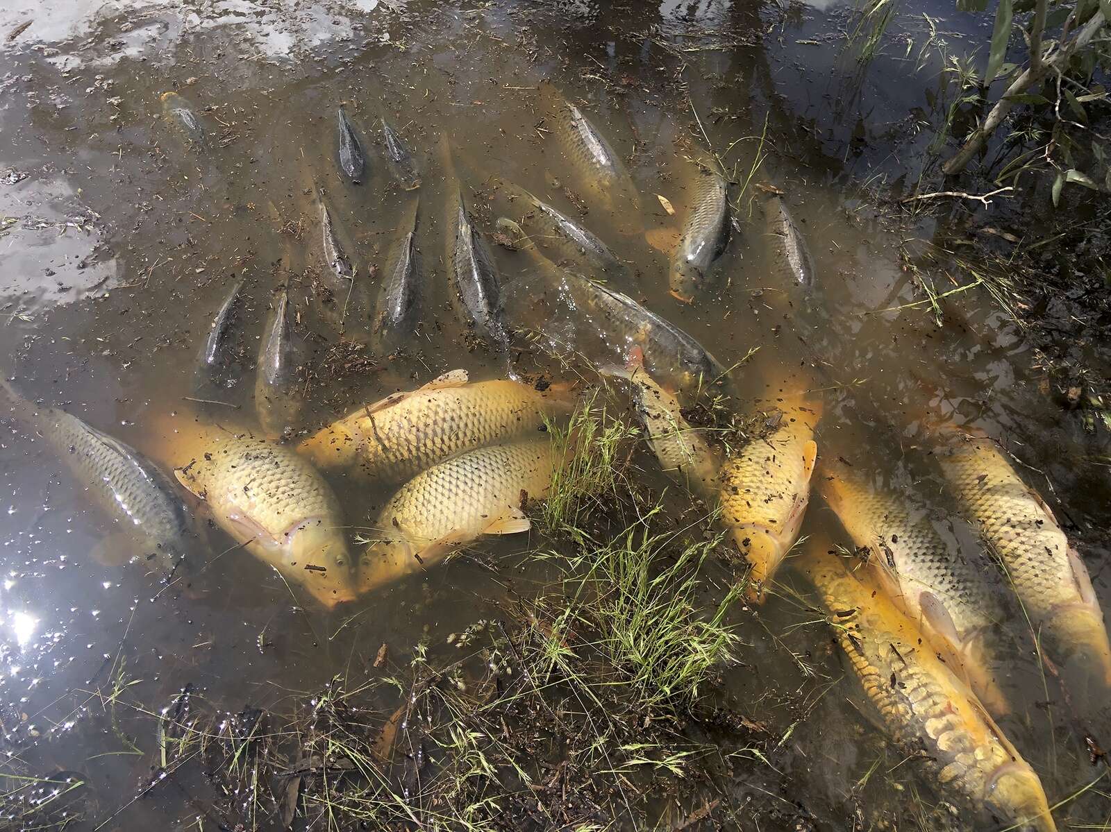 Fish deaths blamed on poor water quality | Dairy News Australia