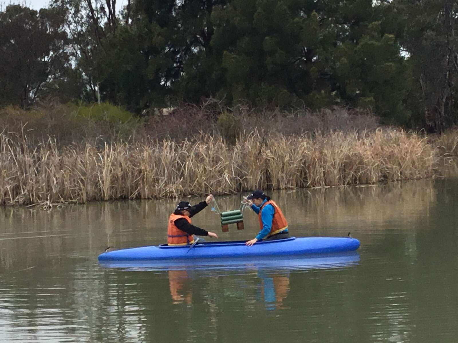 Fish are getting fancy | Country News