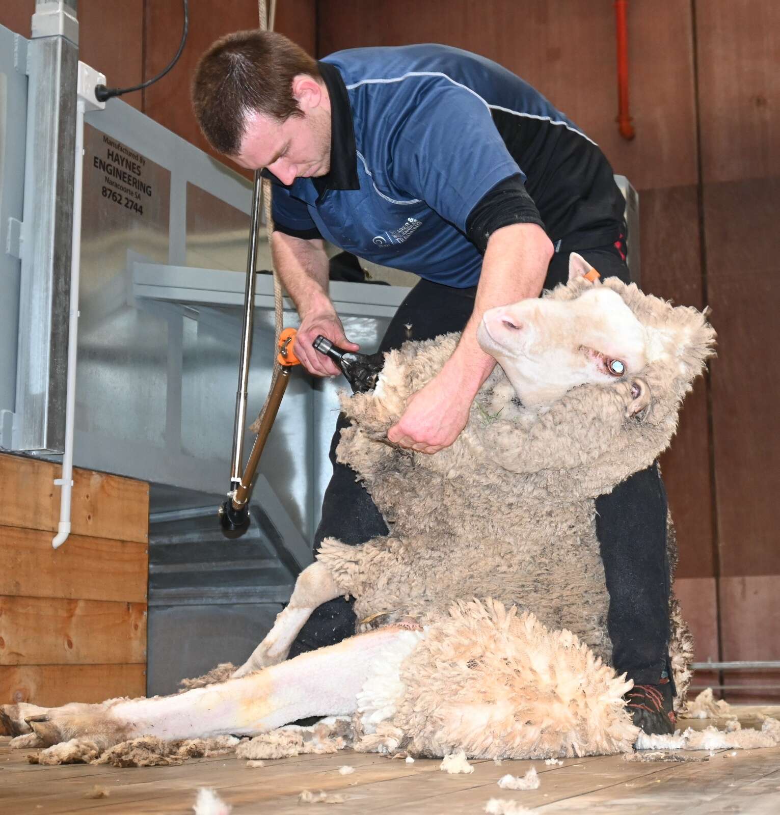 Best wool and lamb inspires statisticians | Cobram Courier