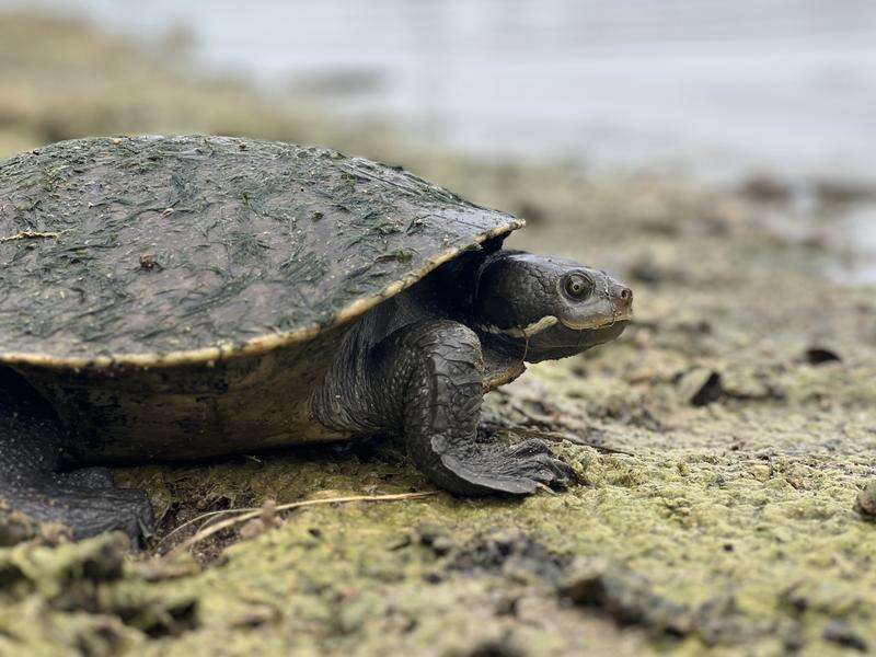 Turtle shell shock as chemicals pose population risk | Country News