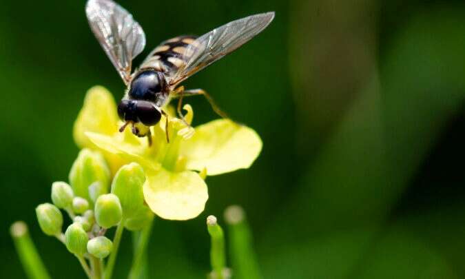 Growers help protect pollinators and beneficial insects | Country News