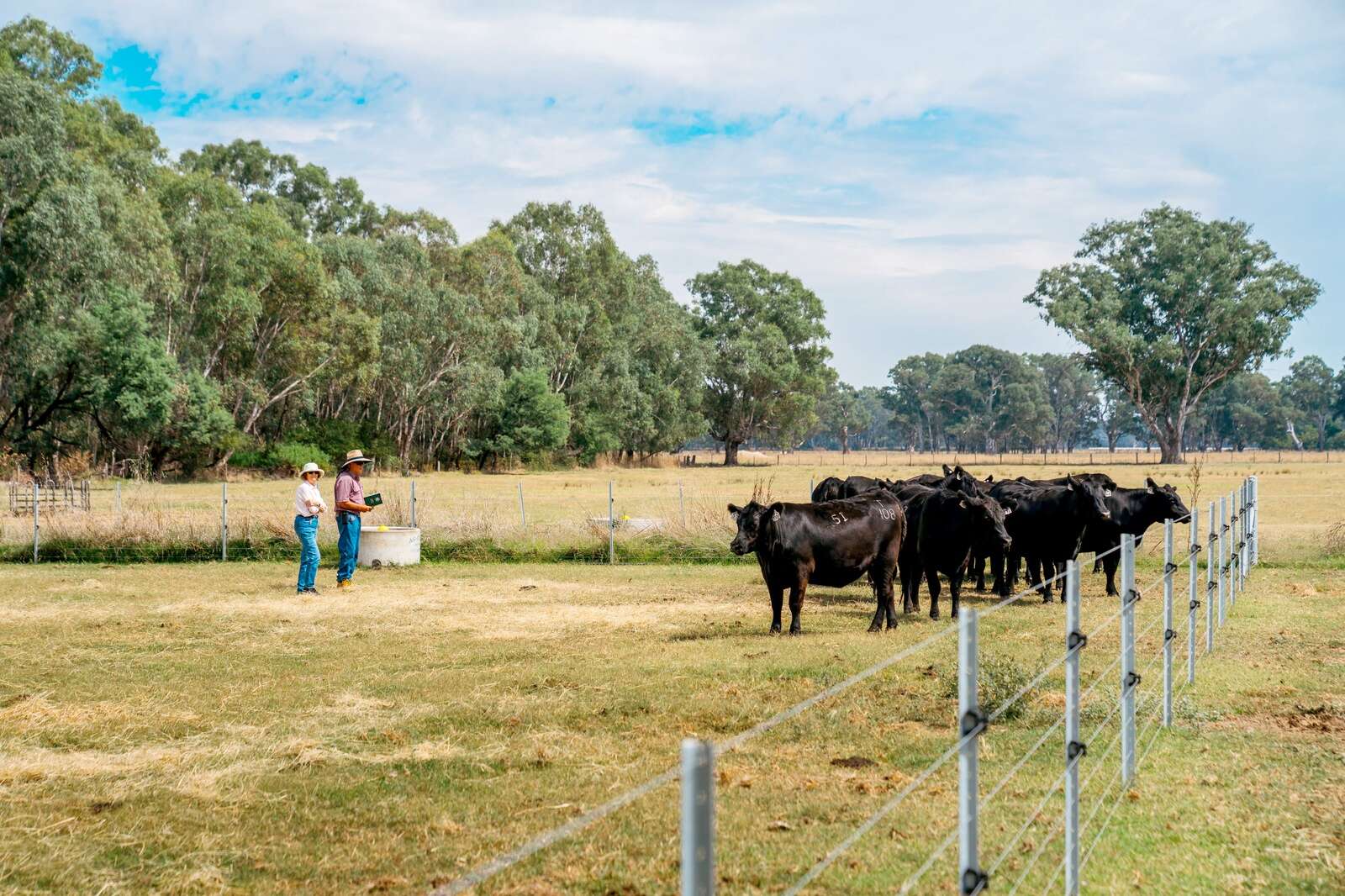 BEEF WEEK | Riddellvue Angus | Country News