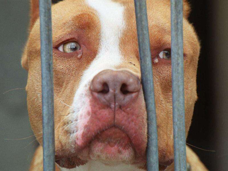 Qld plans to ban five dangerous dog breeds | Kyabram Free Press