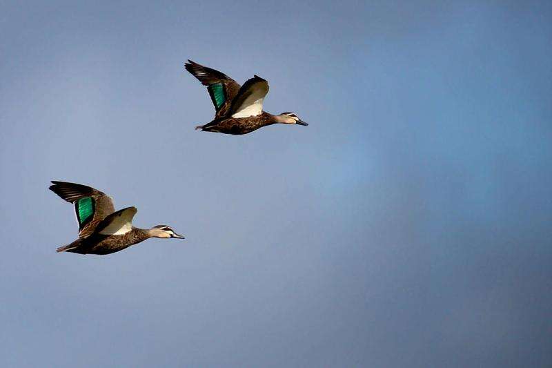 Aerial duck counts set to change hunting | Country News