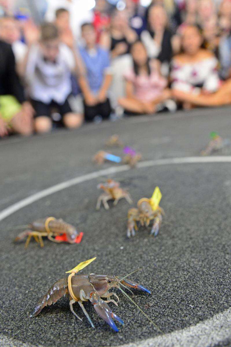 Claws out at yabby races | Cobram Courier