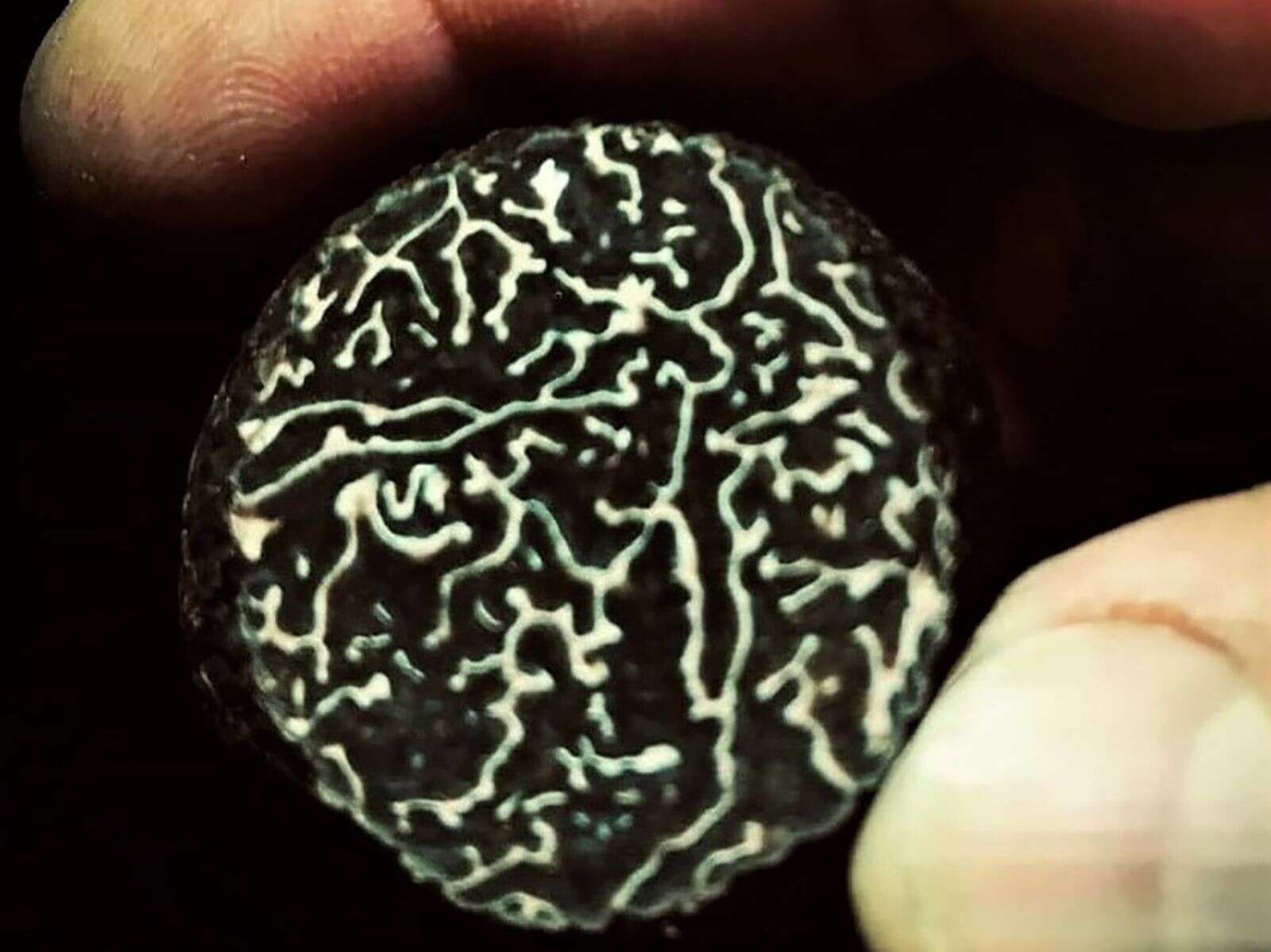 More truffles on the menu | Dairy News Australia
