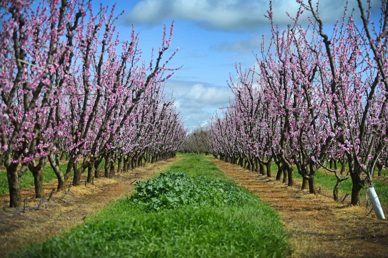 Fruit tree removal unavailable | Country News