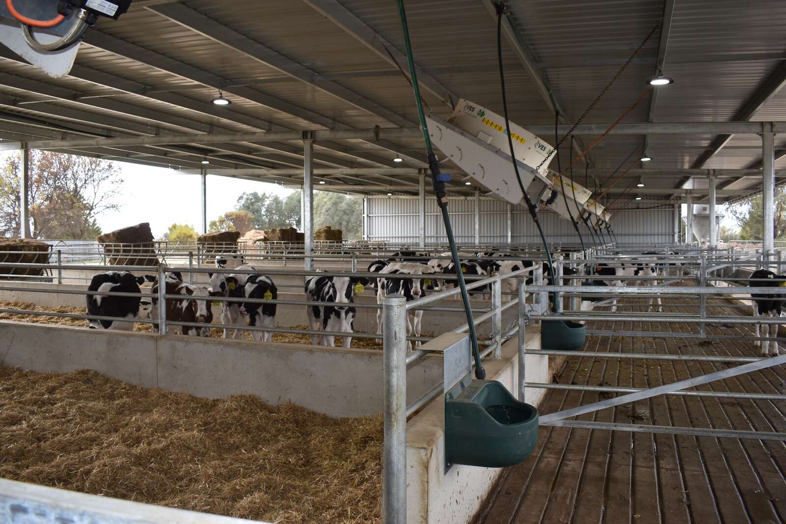Focusing on elite cow comfort | Dairy News Australia