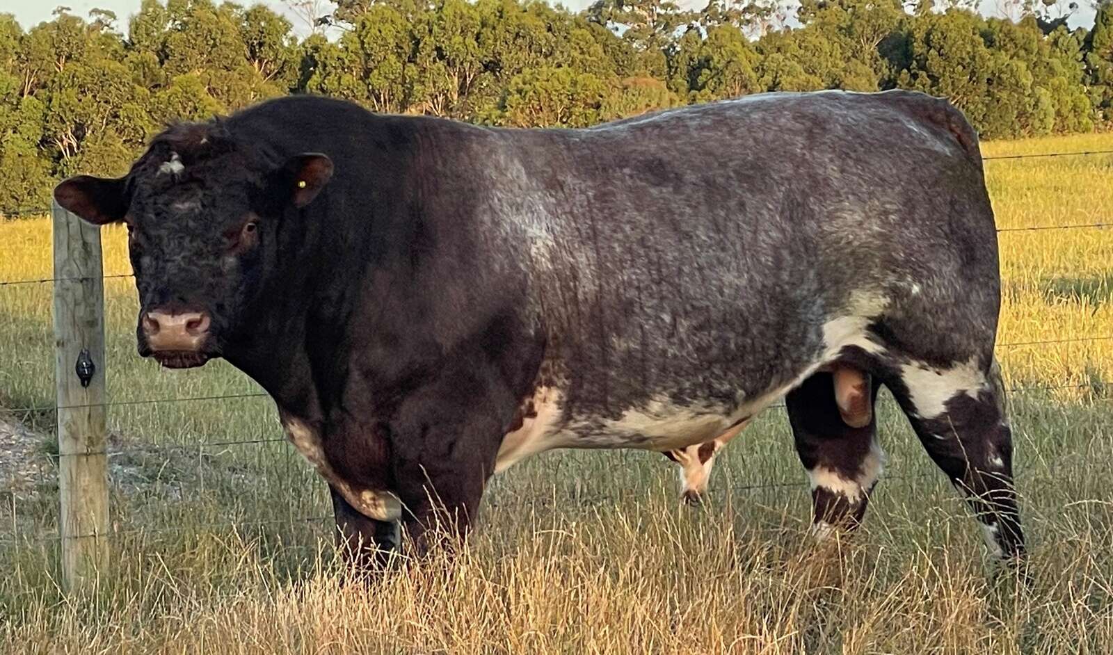 Not short on superior genetics | Corowa Free Press