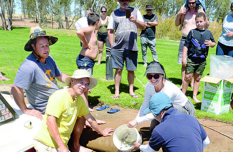 Golden Perch Fingerling release | Shepparton News