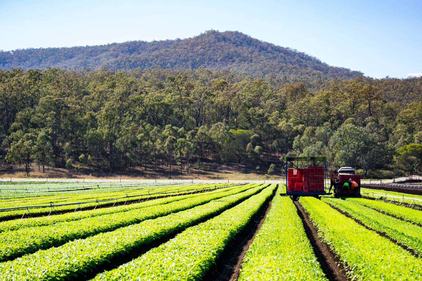 CSIRO outlines a regional blueprint to safeguard Australia’s food ...