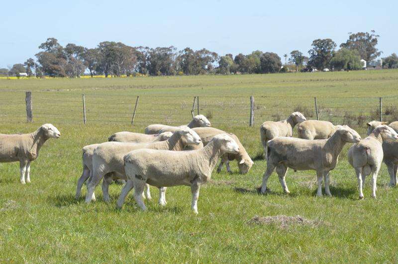 Workshops to focus on good grazing management | Country News