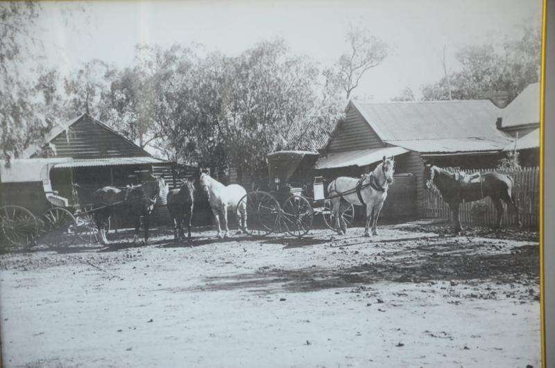Herding pigs in Shepparton | Country News
