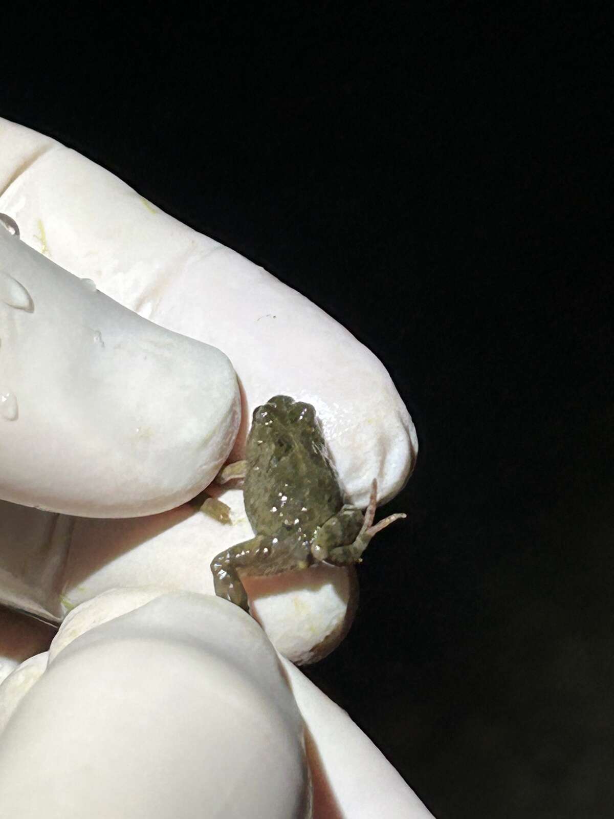 Important frog conservation | Corowa Free Press