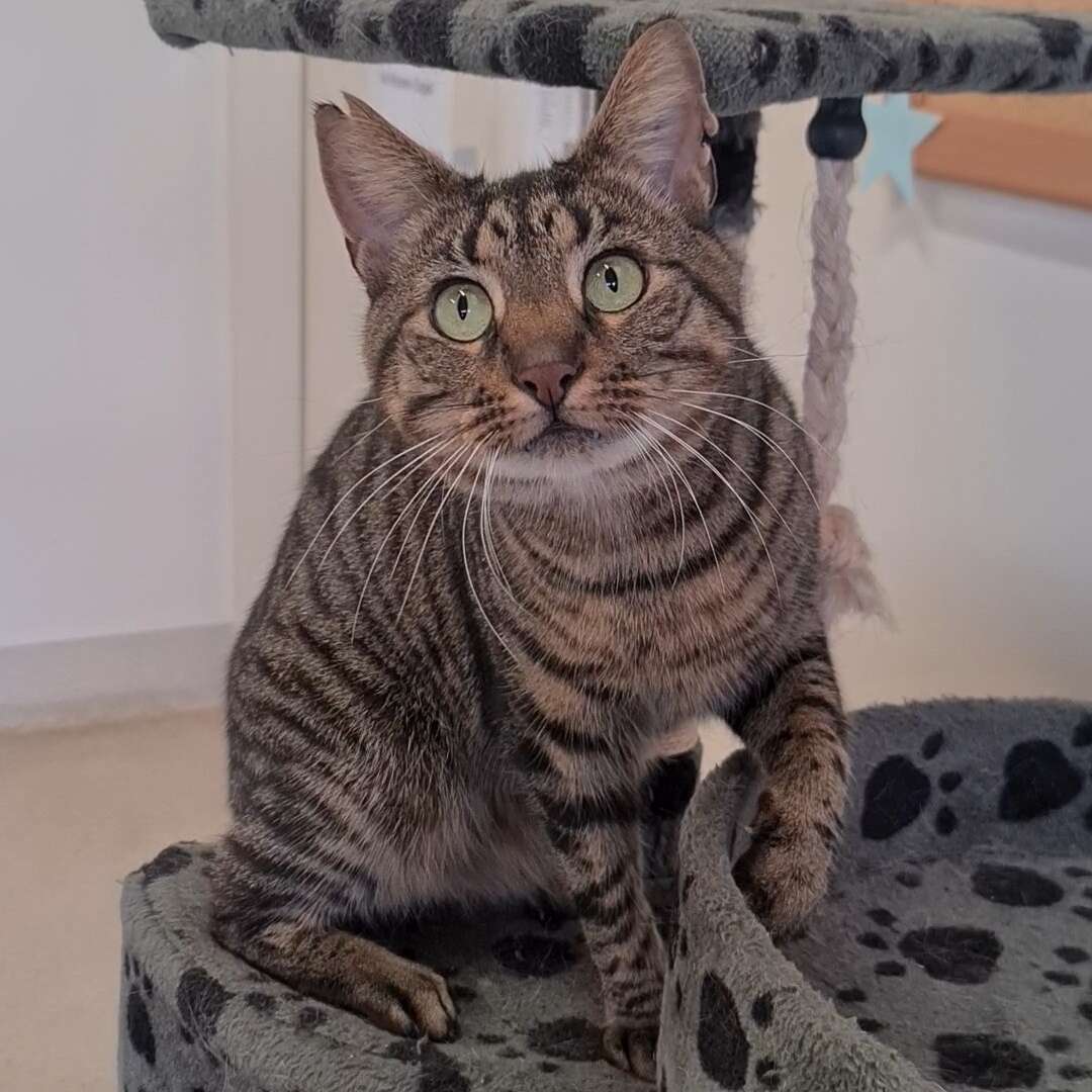 Check out this week’s Pet of the Week | Shepparton News