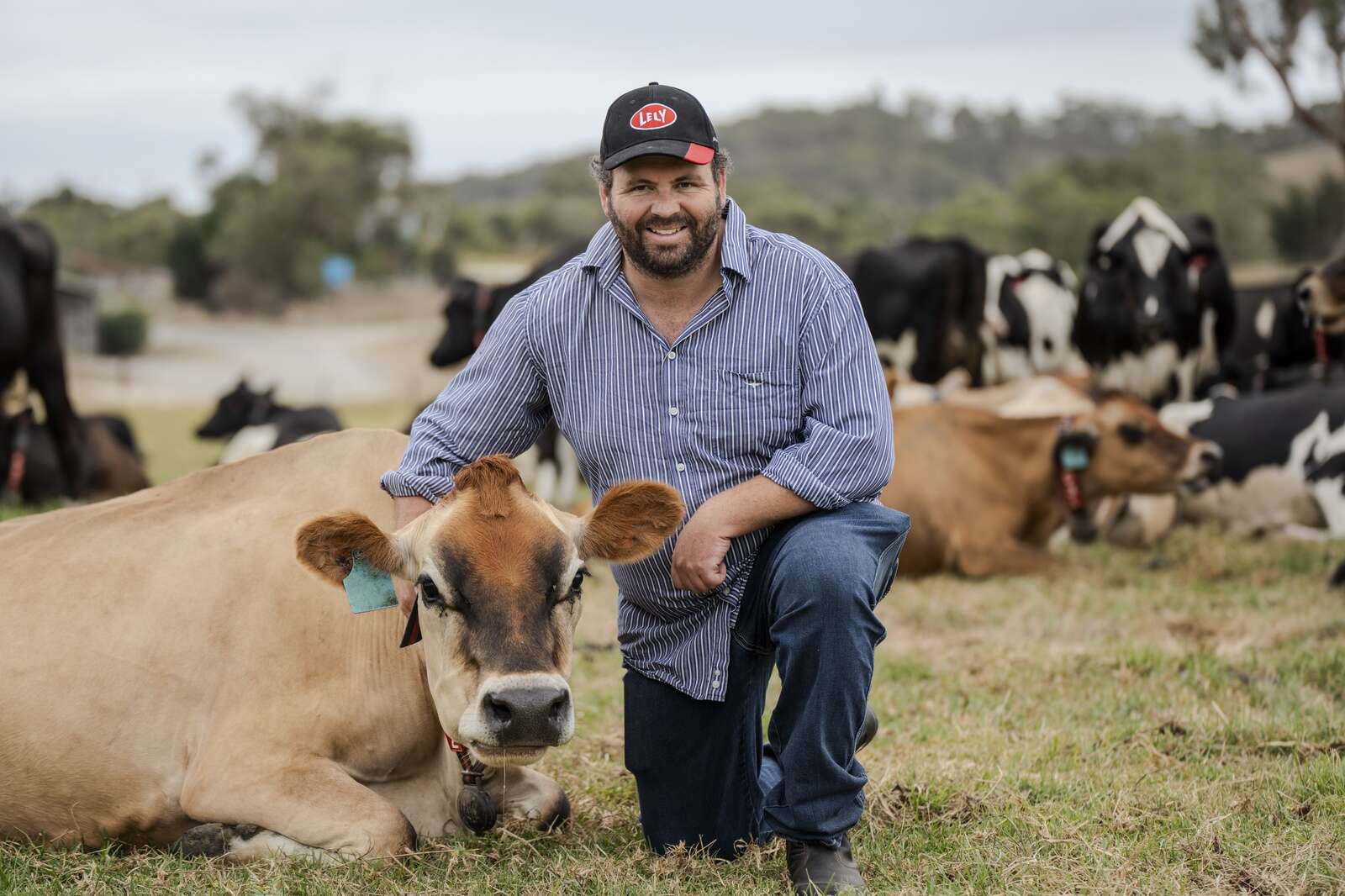 Cows milking it for choice | Dairy News Australia