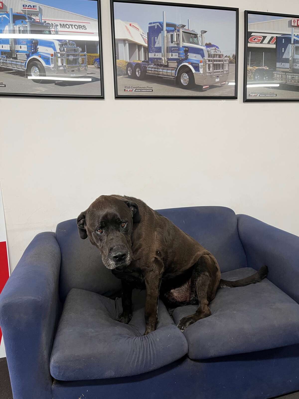 This top dog is a gentle giant | Shepparton News