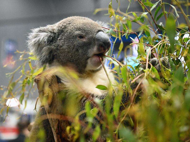 Mining puts enormous koala habitat area at risk: study | Kyabram Free Press