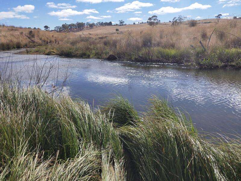 Three-day flow to reconnect waterways to Coliban River | Country News