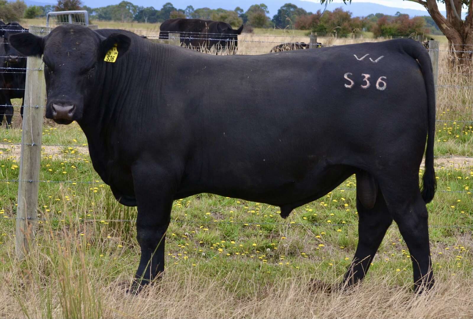 Popular Angus up for auction | Campaspe News