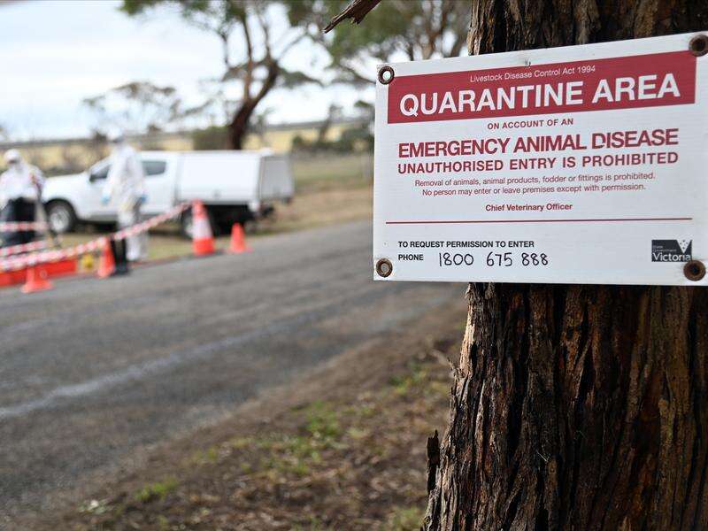Fight to keep deadly avian influenza strain at bay | Riverine Herald