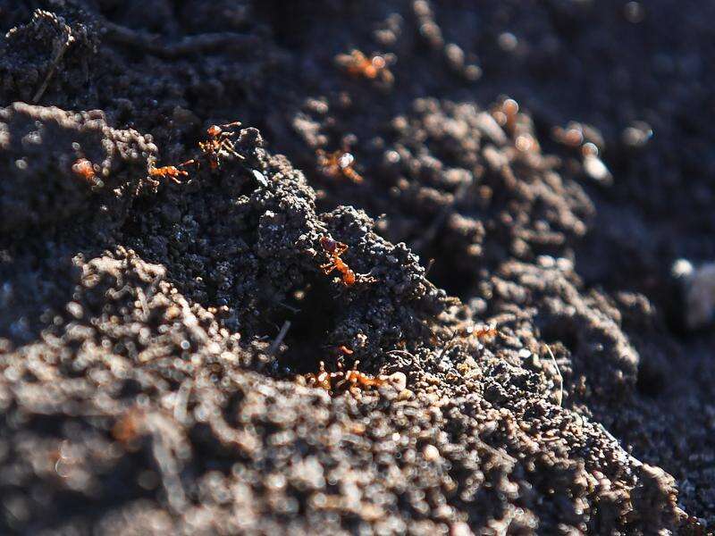 Deadly pest with painful sting continues marching south | Shepparton News