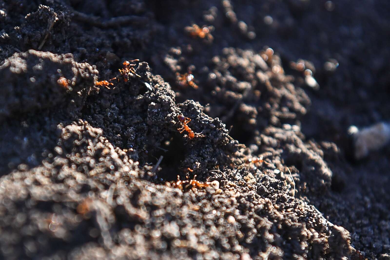 Fire ants jump border from Queensland to NSW | Country News