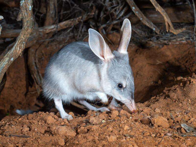Bilbies coming back from the brink in NSW | Kyabram Free Press