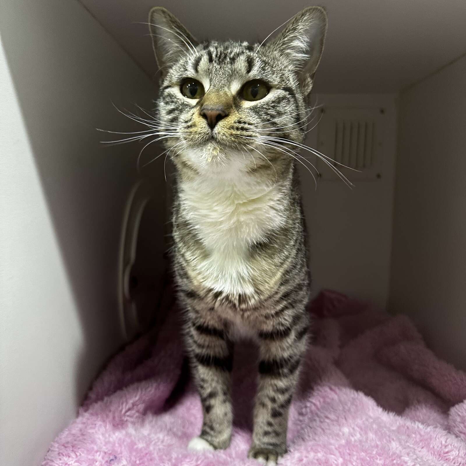 Pet of the Week | Meet Mei | Dairy News Australia
