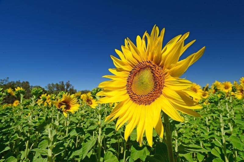 Sunny forecast for flowers | Country News