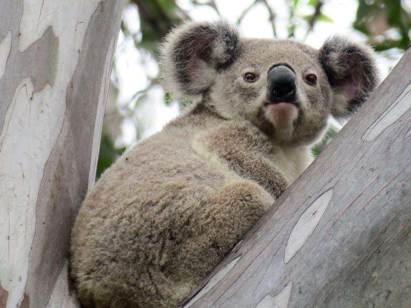 Qld green groups seek new forest plan | Kyabram Free Press