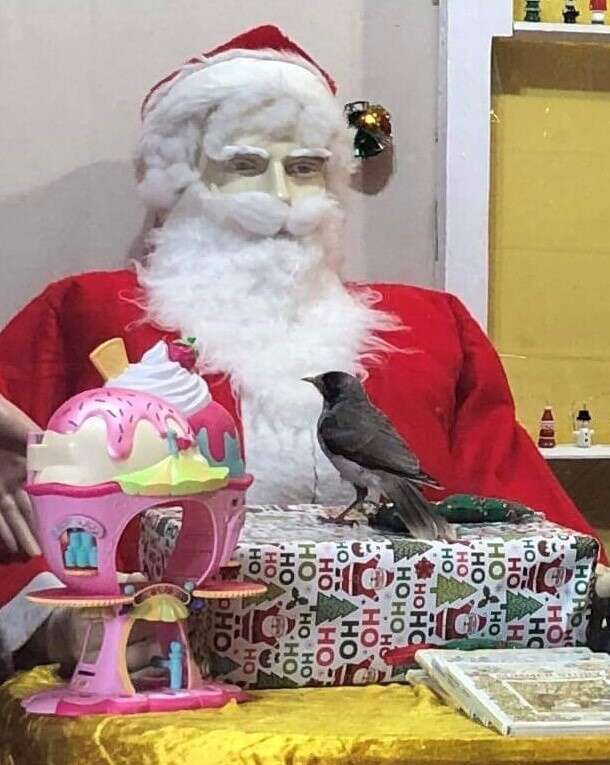 Bird visits Santa in walkway window | Kyabram Free Press