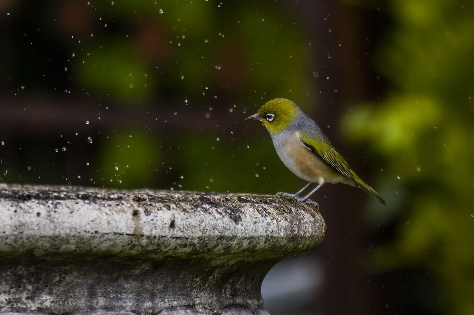 Rene takes out photographer of the year award for second year running ...
