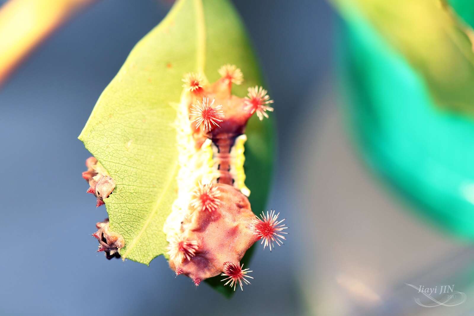 Scientists read the very venomous caterpillar’s DNA | Country News