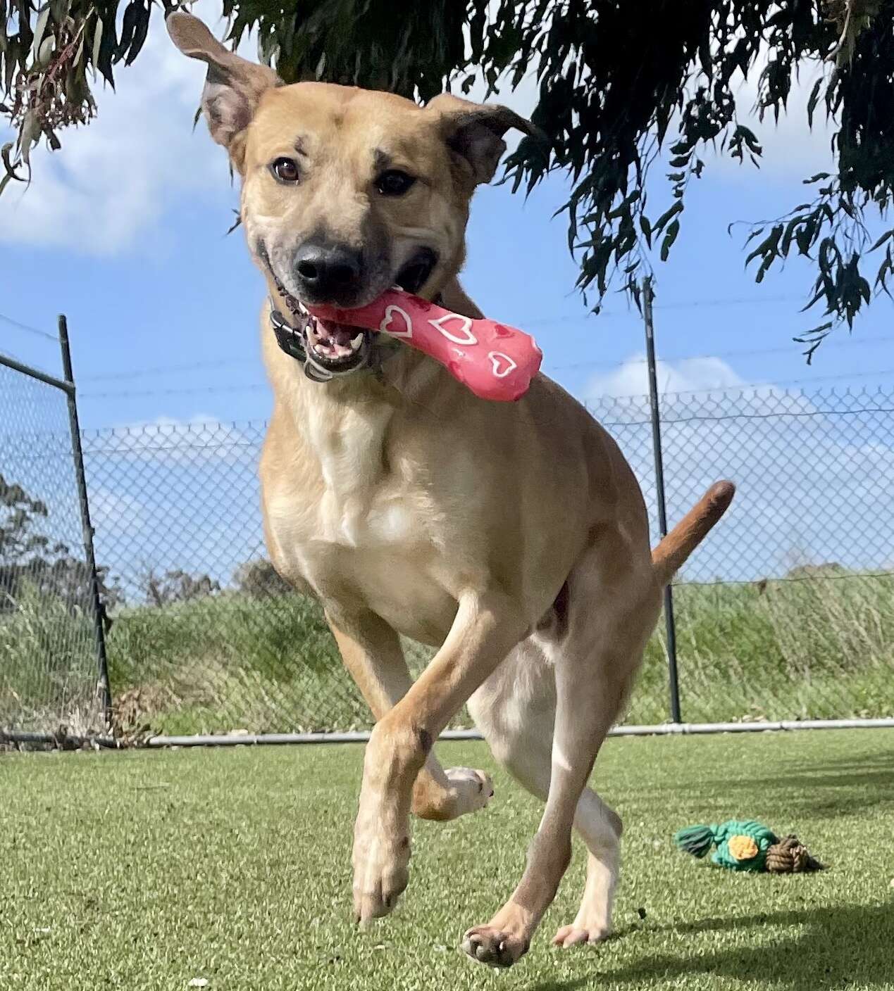 Brogan's 412-day wait for a forever home | Dairy News Australia