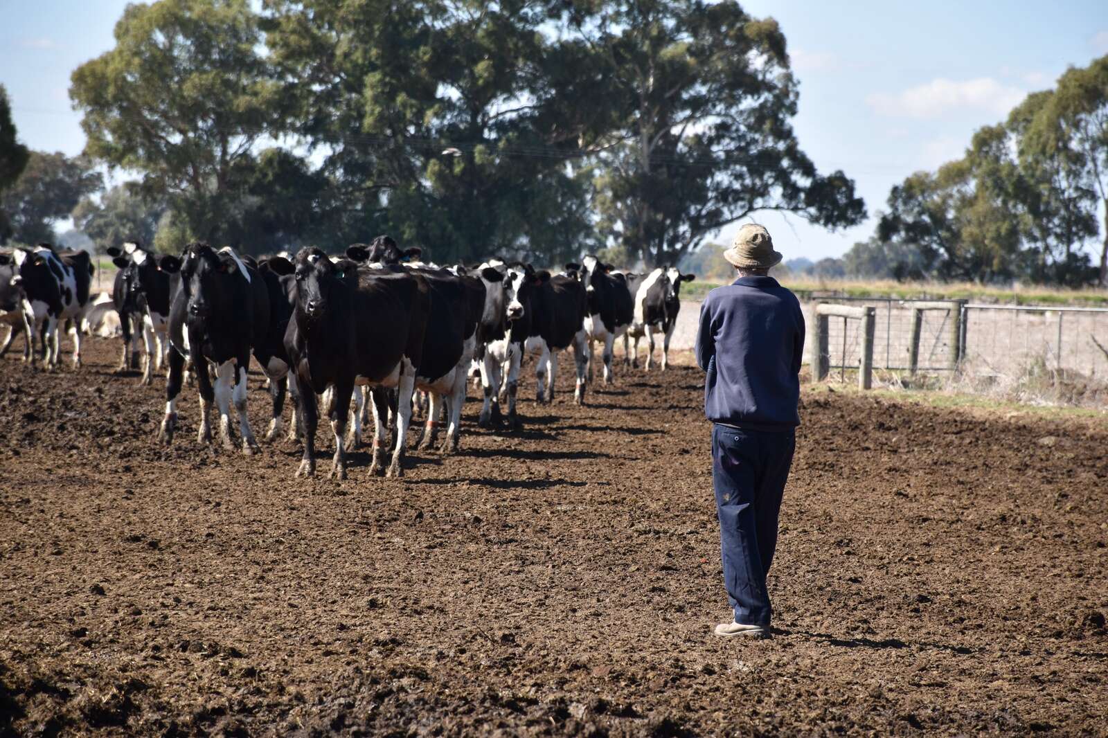 Breeding for dairy success | Dairy News Australia